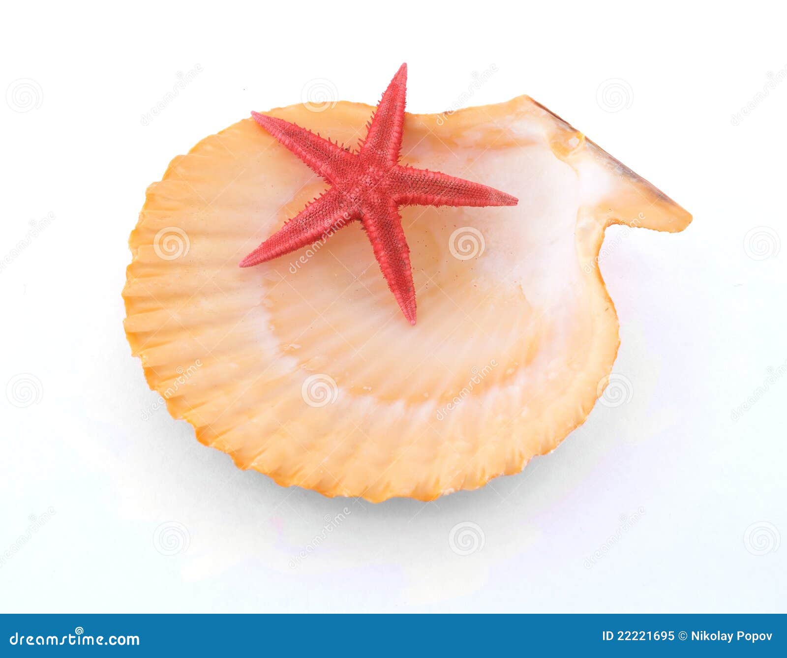 Starfish and shells stock image. Image of shape, invertebrate - 22221695