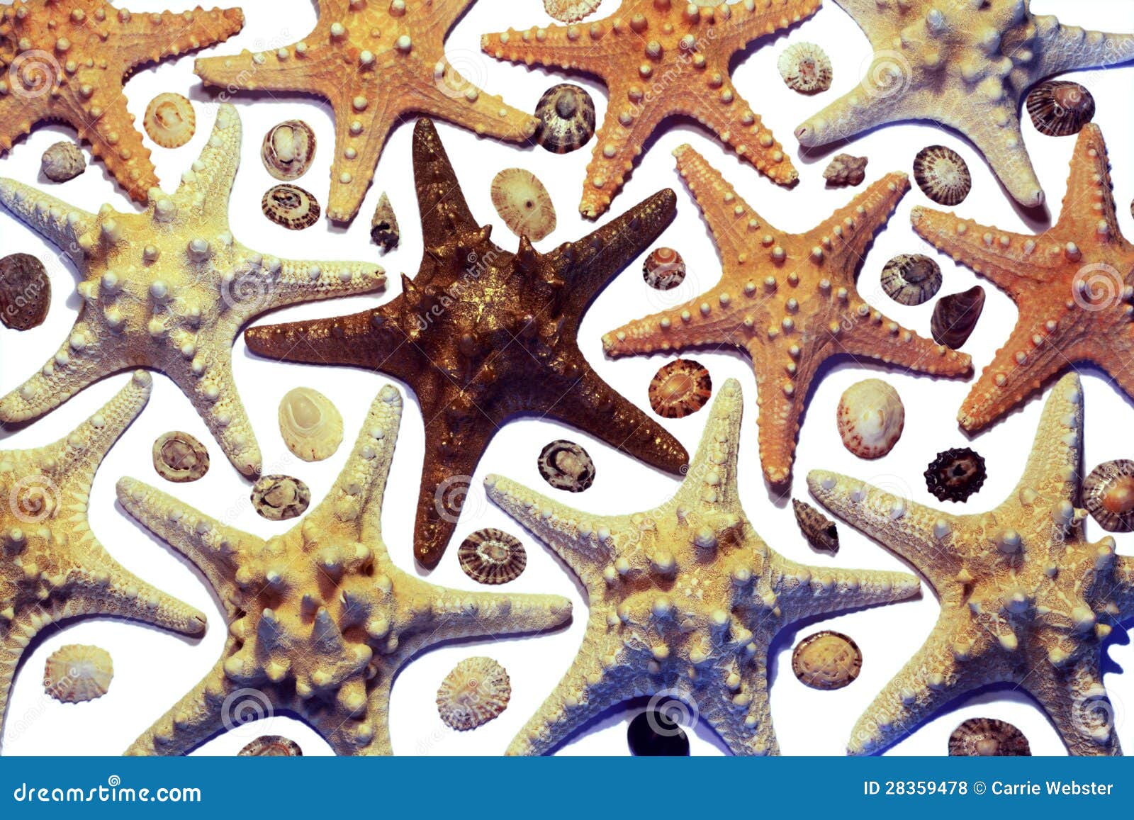 Starfish and shells stock photo. Image of cockleshell - 28359478