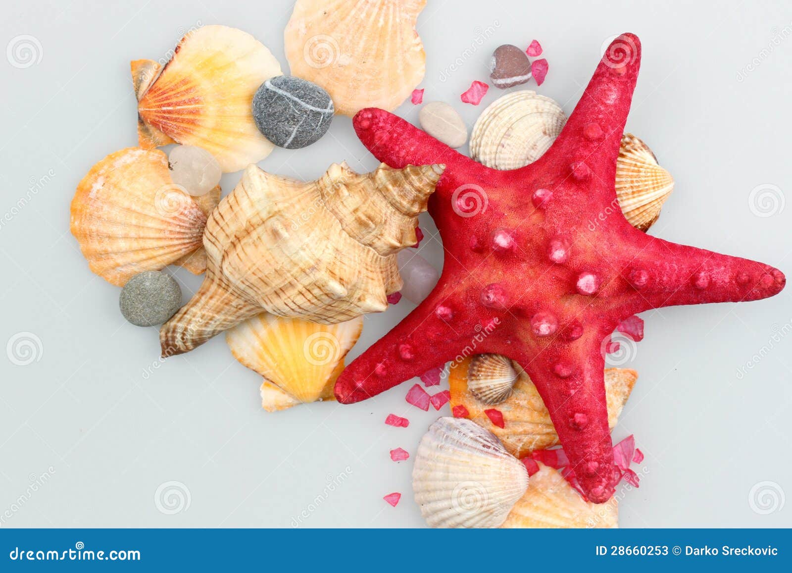 Starfish and shells stock image. Image of natural, animal - 28660253