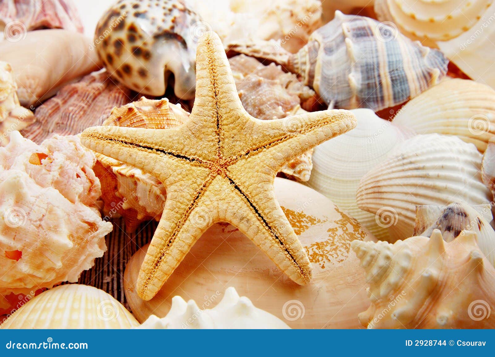 Starfish and shells stock photo. Image of background, crust - 2928744