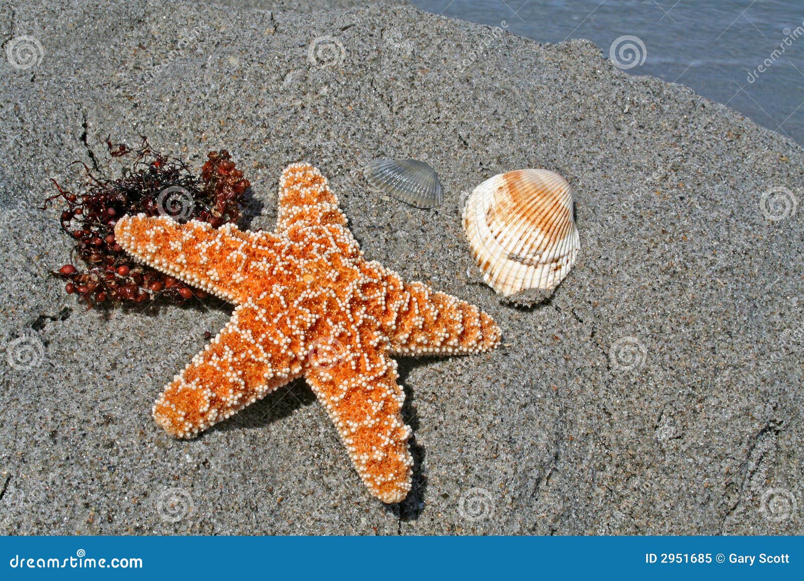 Starfish and Shells stock image. Image of starfish, holidays - 2951685