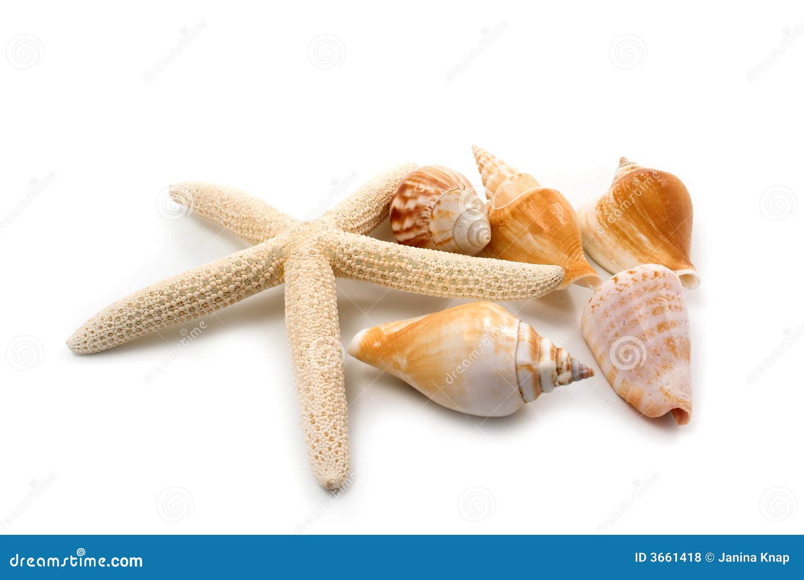 Starfish and shells stock photo. Image of mussel, nature - 3661418