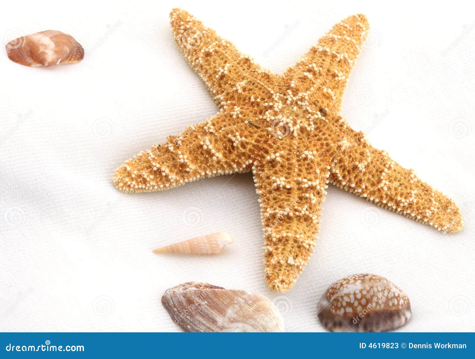 Starfish and Shells stock image. Image of summer, sand - 4619823