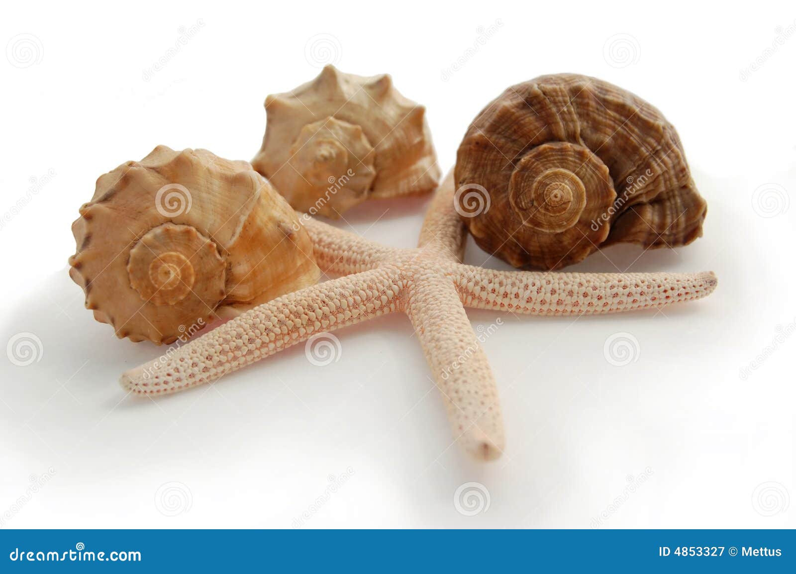 Starfish and shells stock image. Image of objects, bathe - 4853327