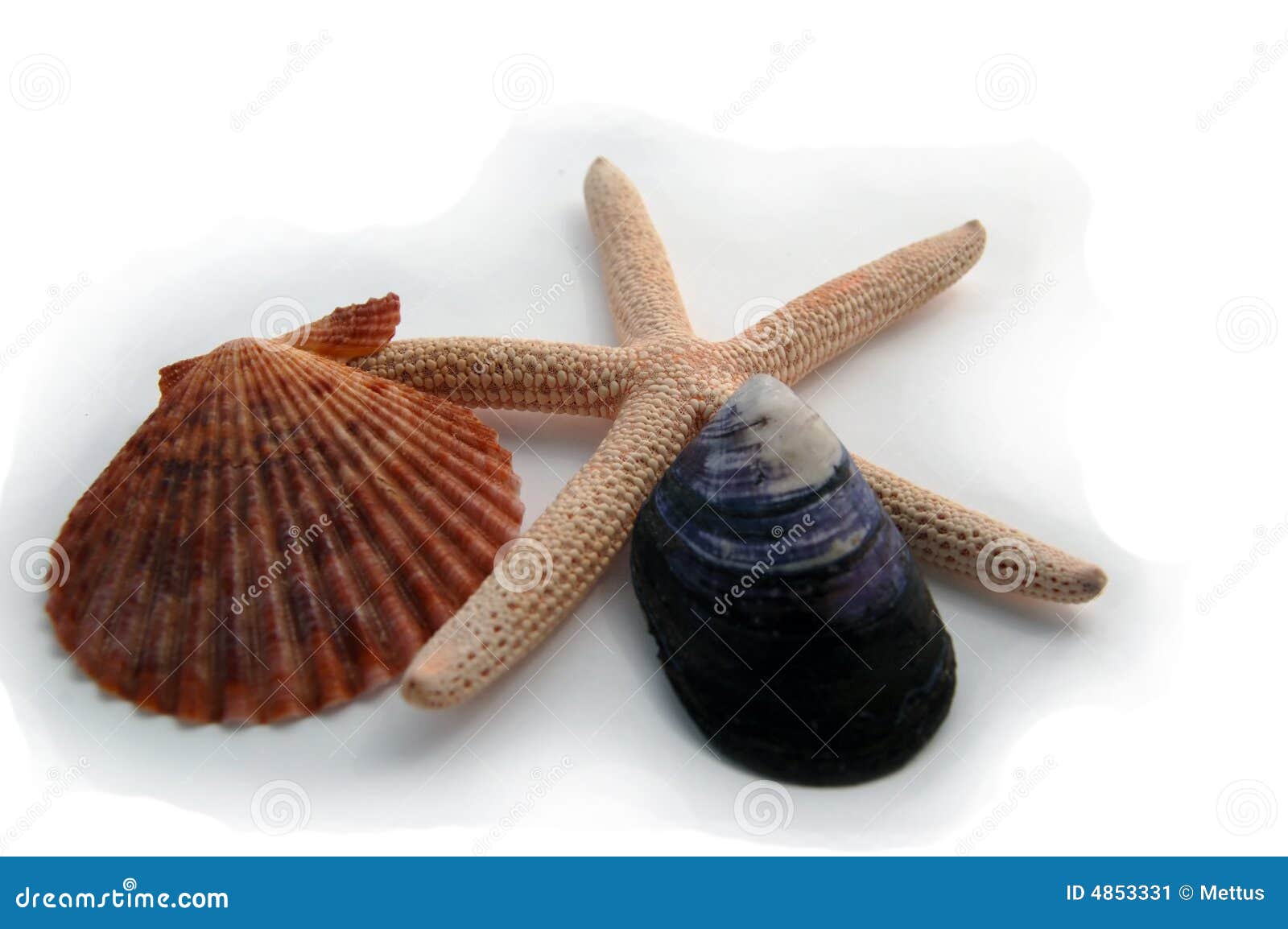 Starfish and shells stock image. Image of isolated, pattern - 4853331