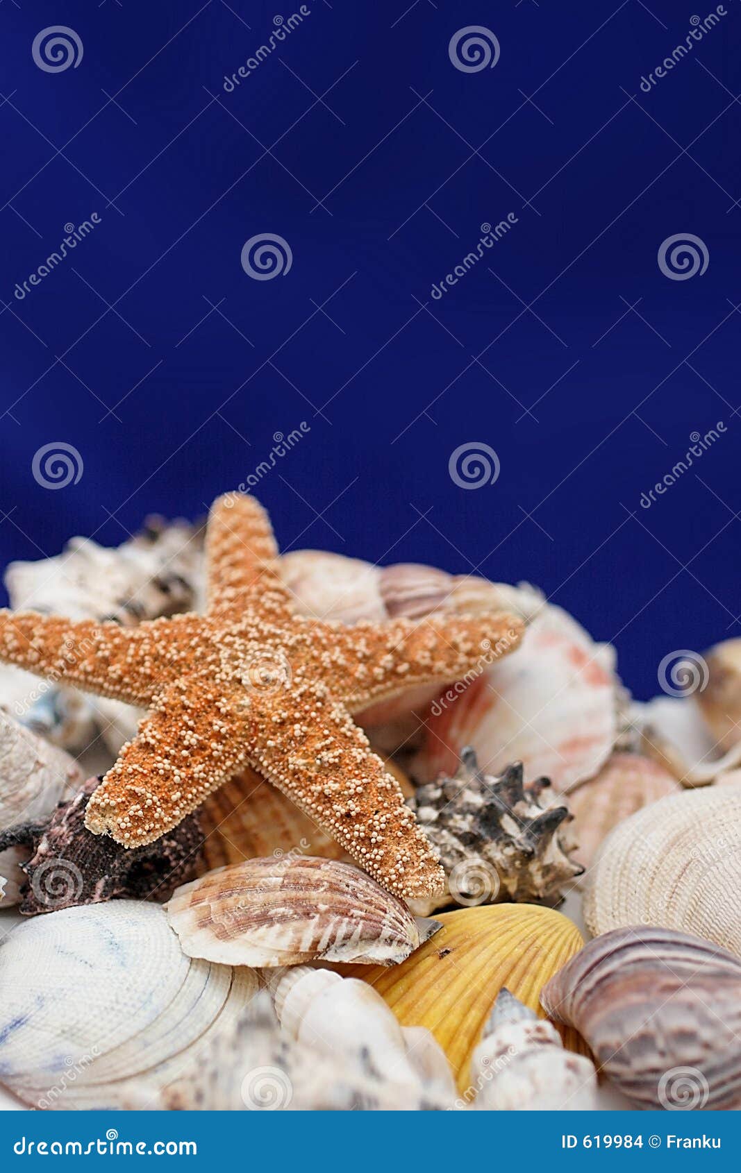 Starfish and shells stock photo. Image of seastar, summer - 619984