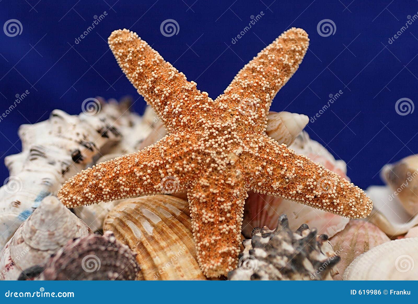 Starfish and shells stock photo. Image of seastar, souvenirs - 619986