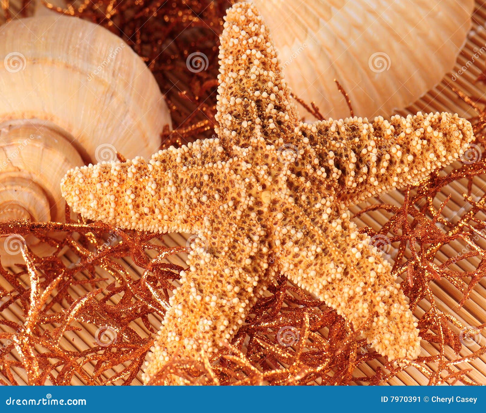 Starfish and shells stock image. Image of trio, holiday - 7970391