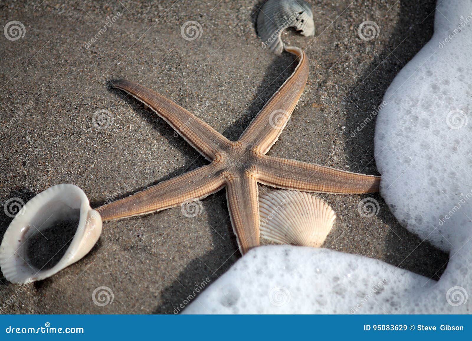 Starfish and Shells stock image. Image of starfish, water - 95083629