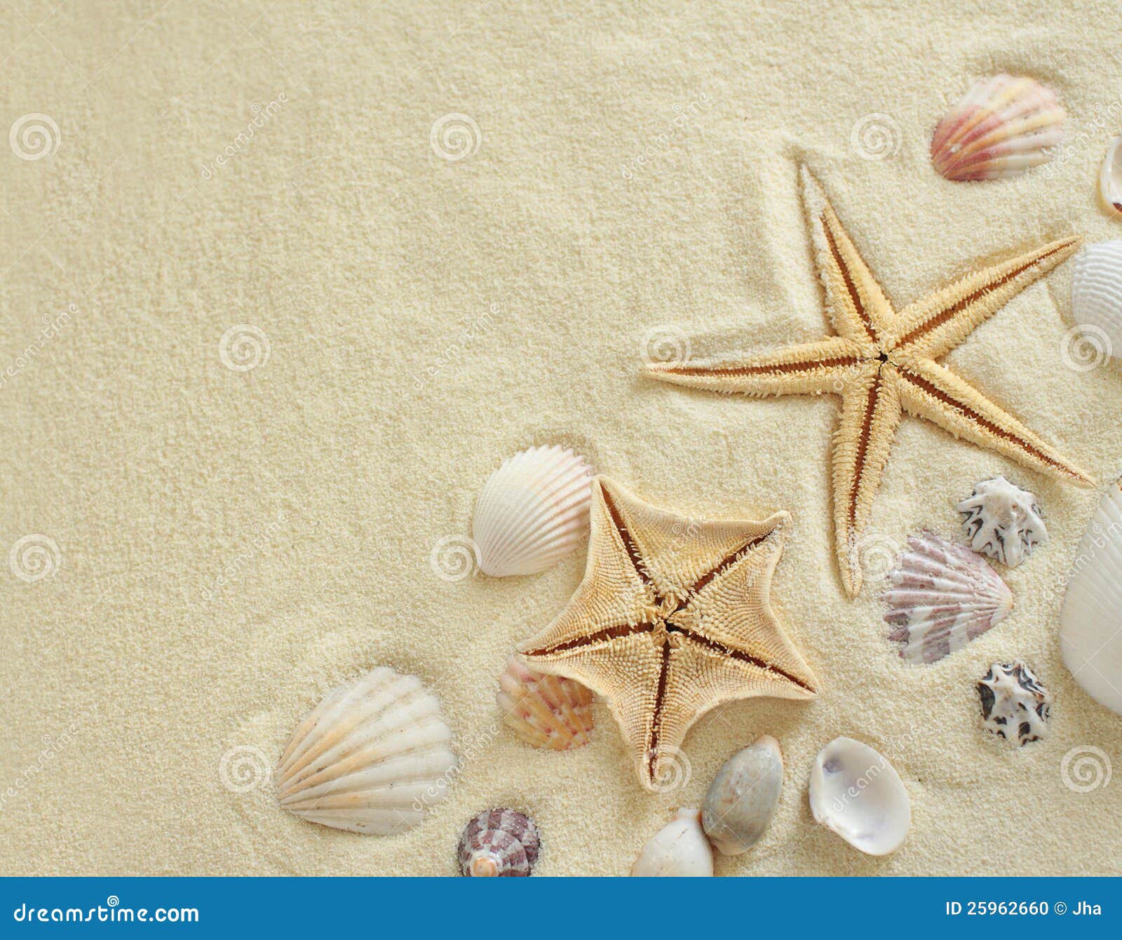 Starfish with Shells on the Beach Stock Photo - Image of dream ...