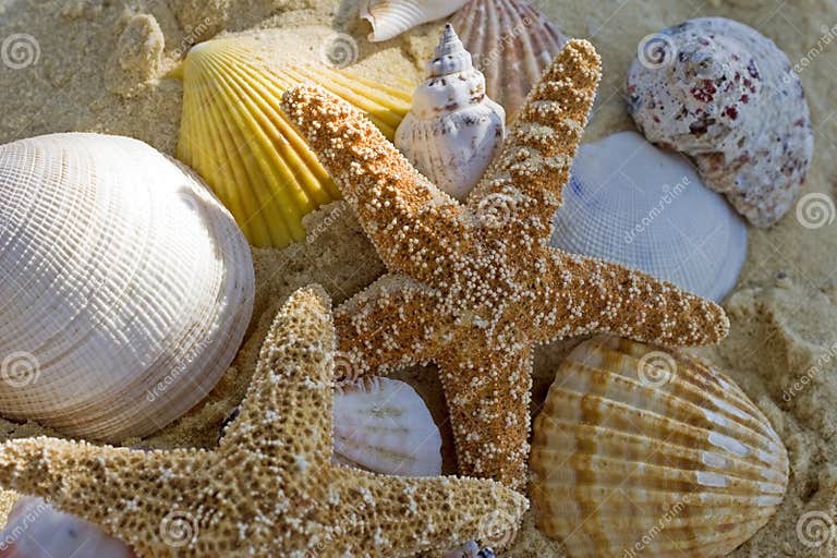 Starfish and Shells on the Beach Stock Image - Image of seaside ...