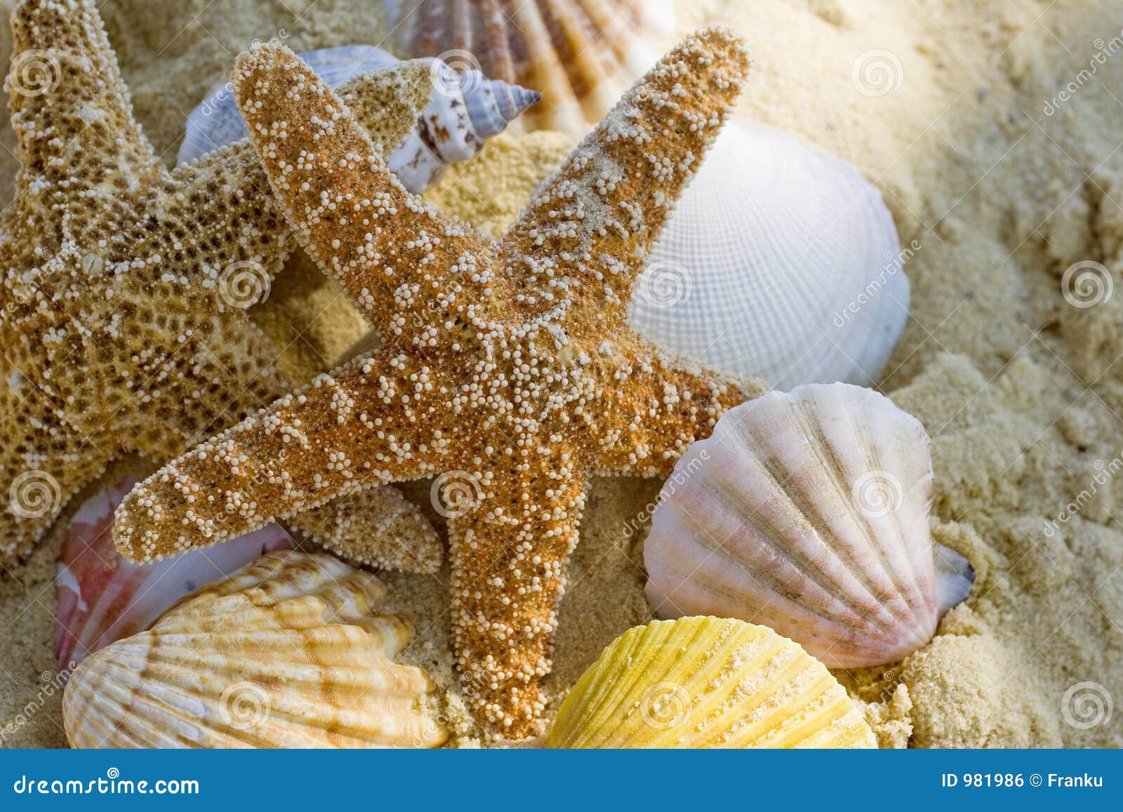 Starfish And Shells On The Beach Royalty Free Stock Image - Image: 981986