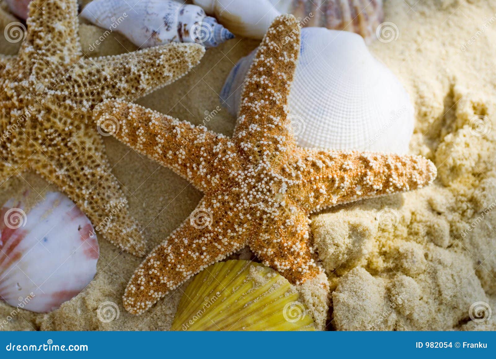 Starfish and Shells on the Beach Stock Photo - Image of shore ...