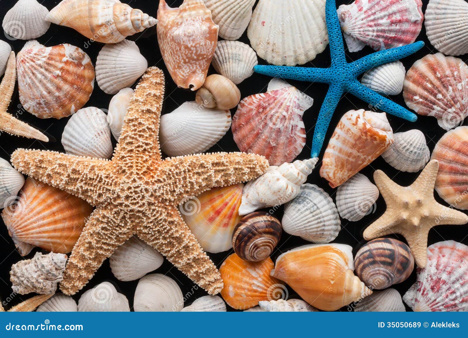 Starfish and shells stock image. Image of decoration - 35050689
