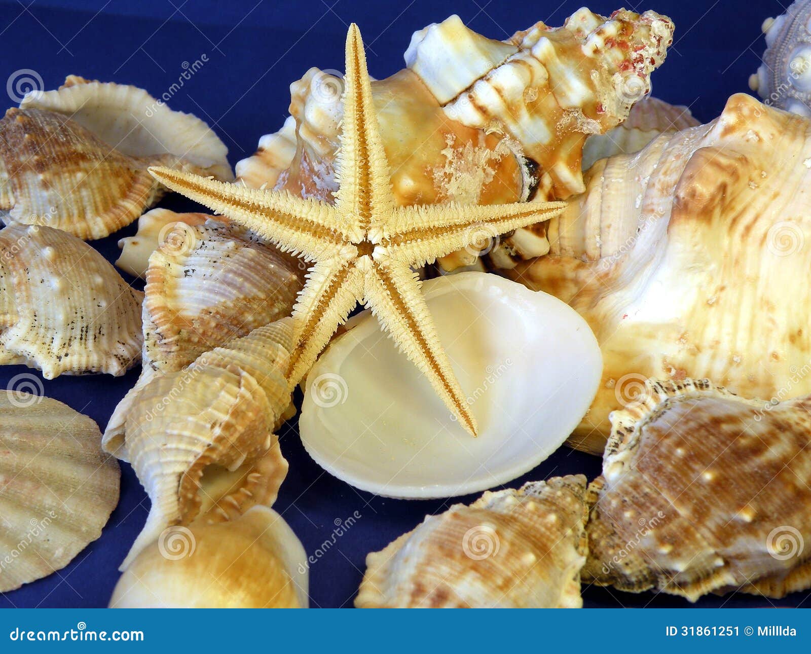 Starfish and shells stock image. Image of blue, macro - 31861251