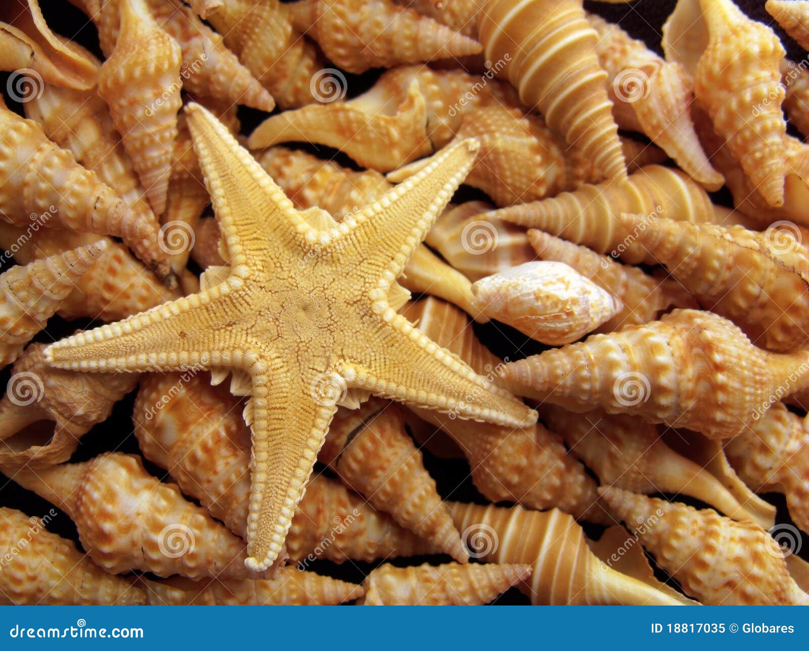 Starfish and Shells Closeup Stock Image - Image of shell, cockleshell ...