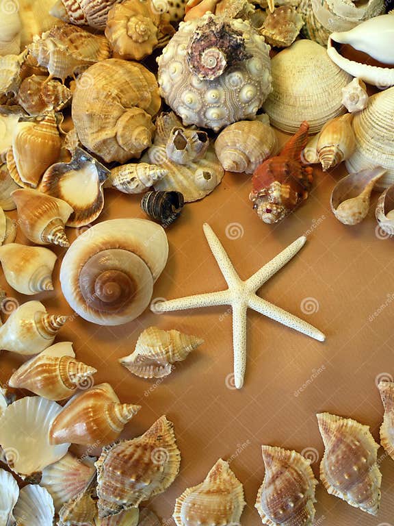 Starfish and Shells Pattern Stock Image - Image of pattern, swirl: 85430381