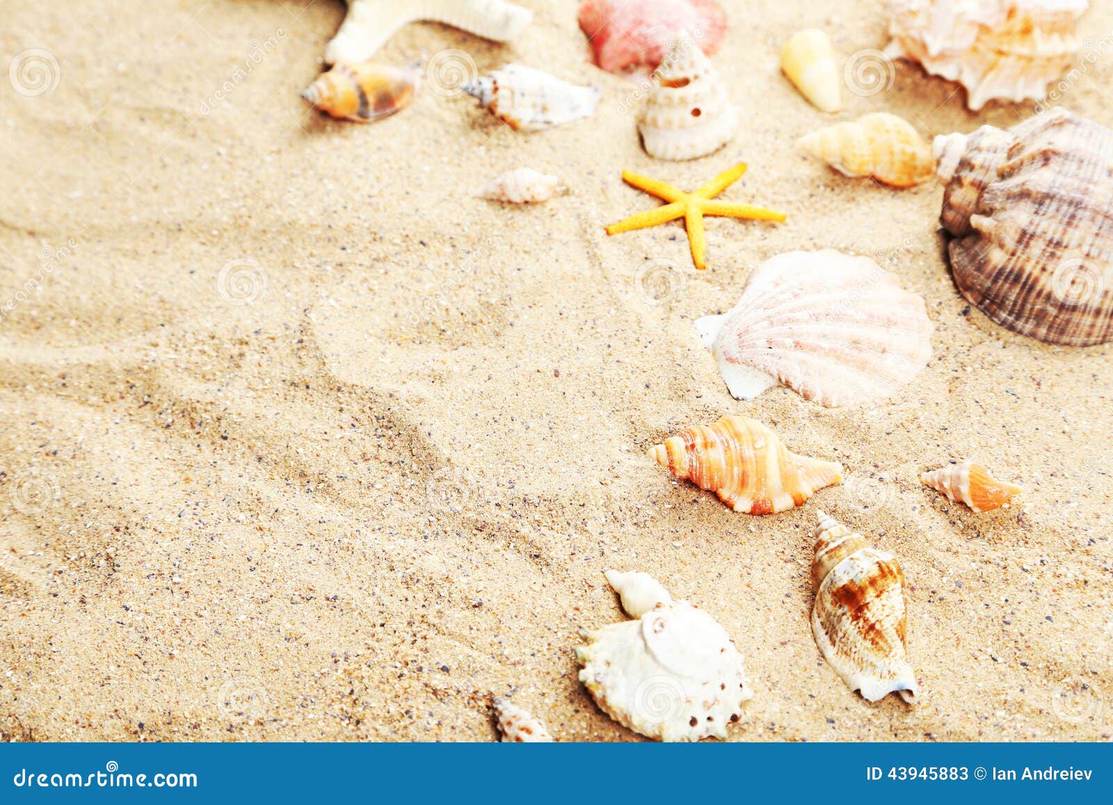 Starfish and Shells on a Sand Beach Stock Image - Image of seascape ...