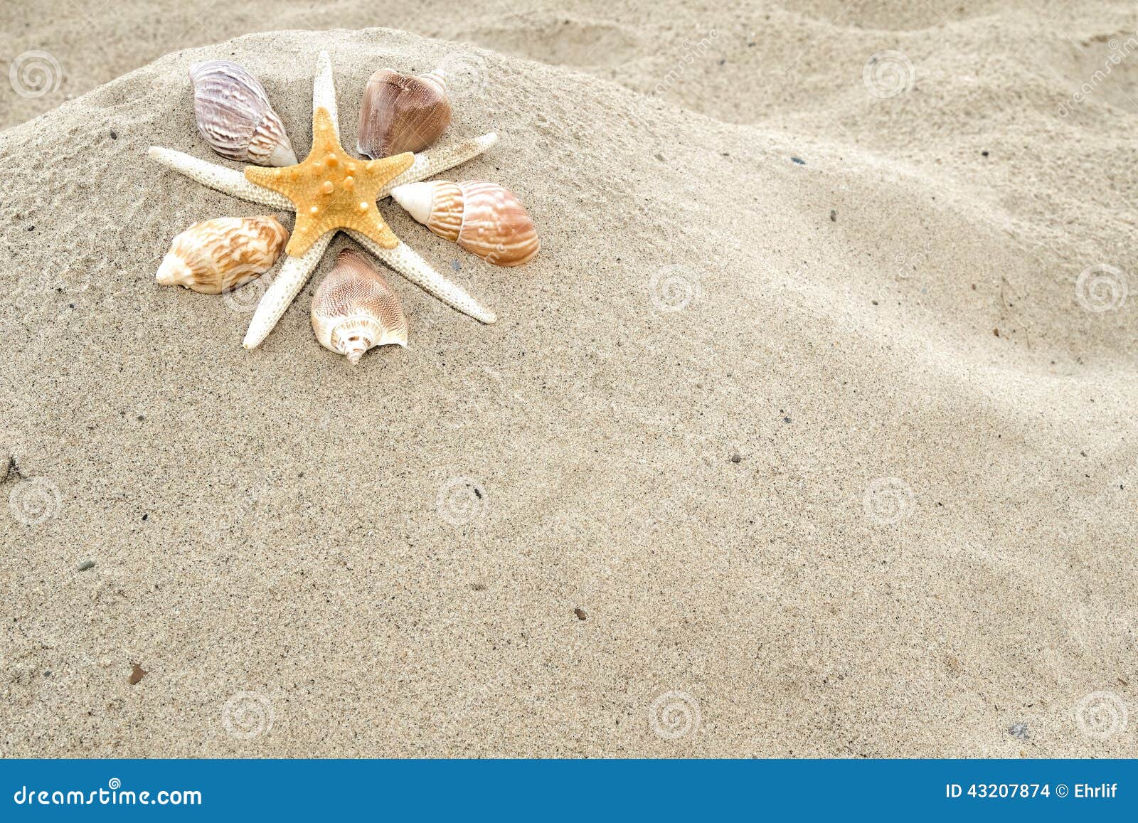 Starfish and Shells stock photo. Image of beauty, coast - 43207874