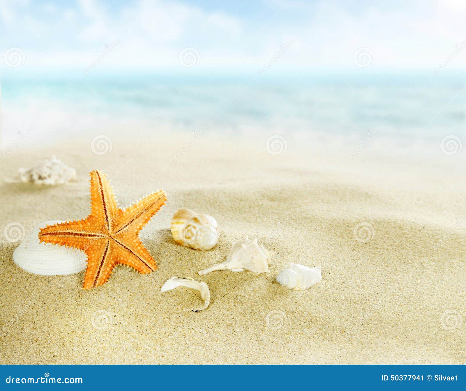 Starfish and Shells on Sandy Beach Stock Image - Image of lagoon ...
