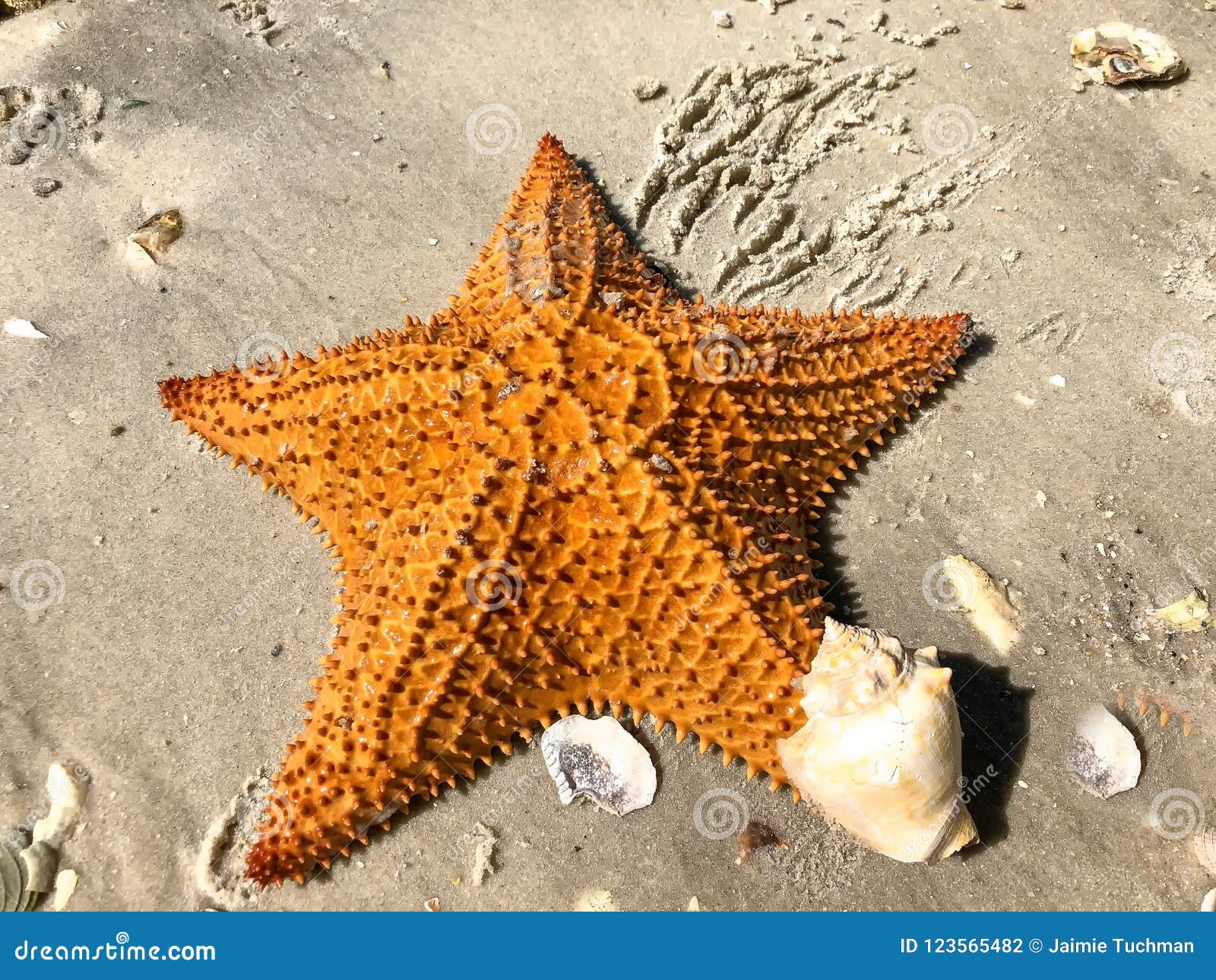 Large Orange Sea Star & X28;starfish& X29; on the Sand Stock Photo ...