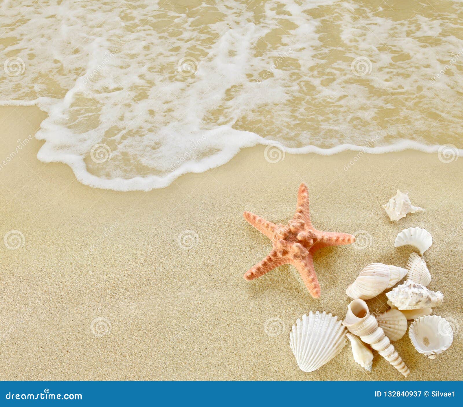 Starfish and Shells on Sandy Beach. Stock Image - Image of relax ...