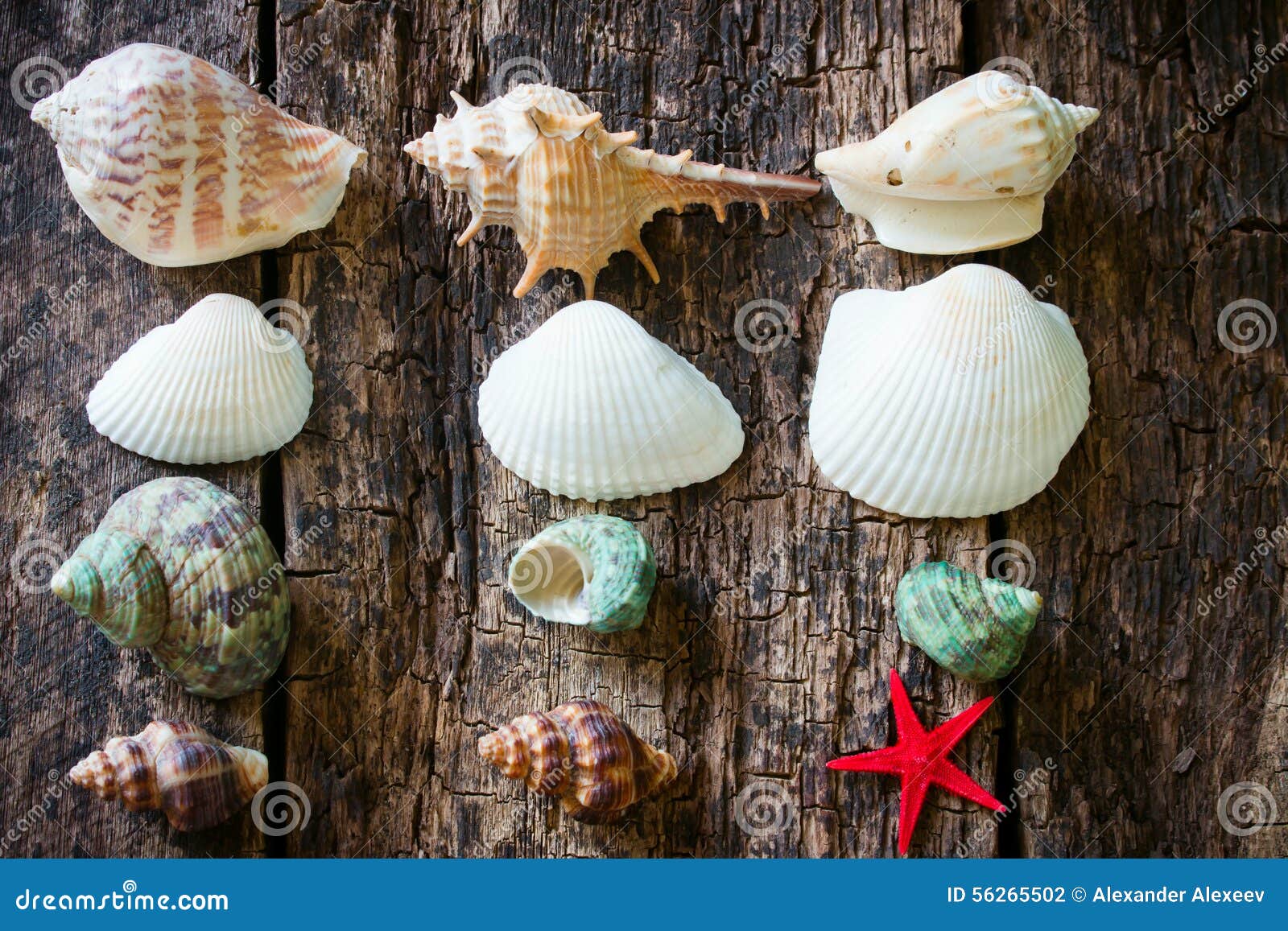 Starfish, Shells, Shell Snails Column on the Old Wooden Table Stock ...