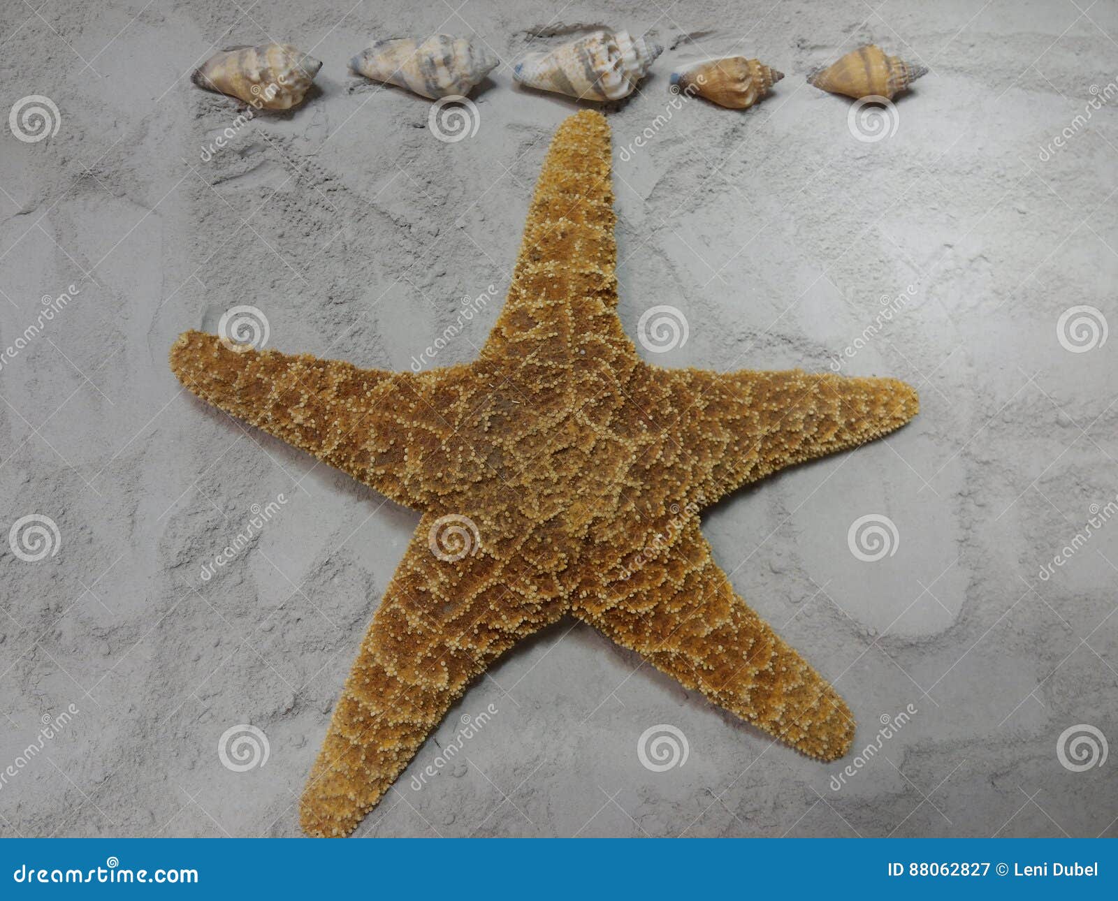 Starfish and Shells stock image. Image of starfish, beach - 88062827