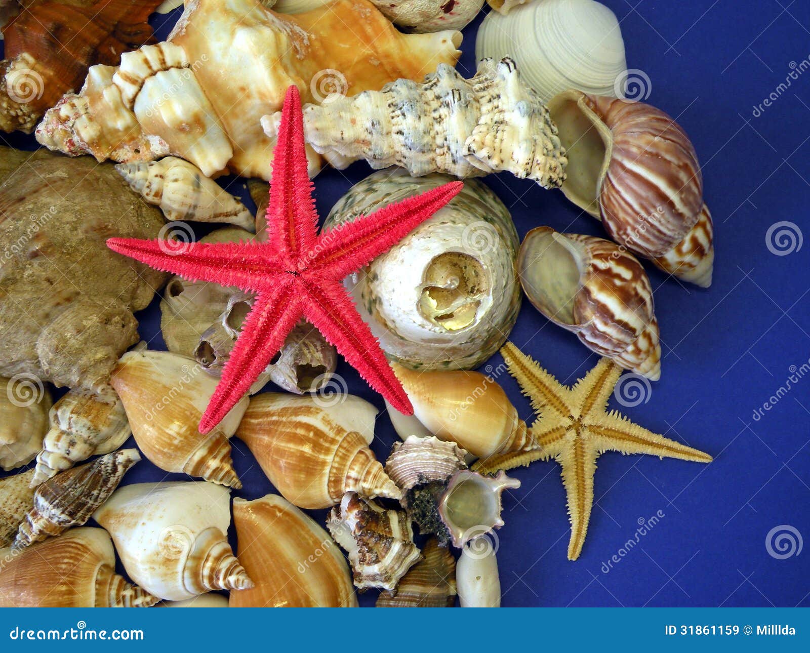 Starfish and shells stock image. Image of shape, view - 31861159