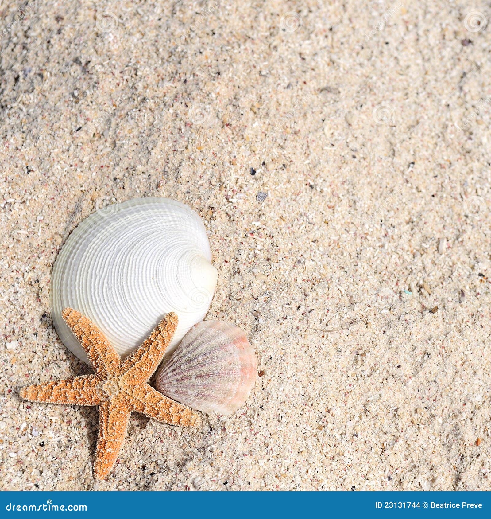 Starfish shells summer stock photo. Image of macro, copyspace - 23131744