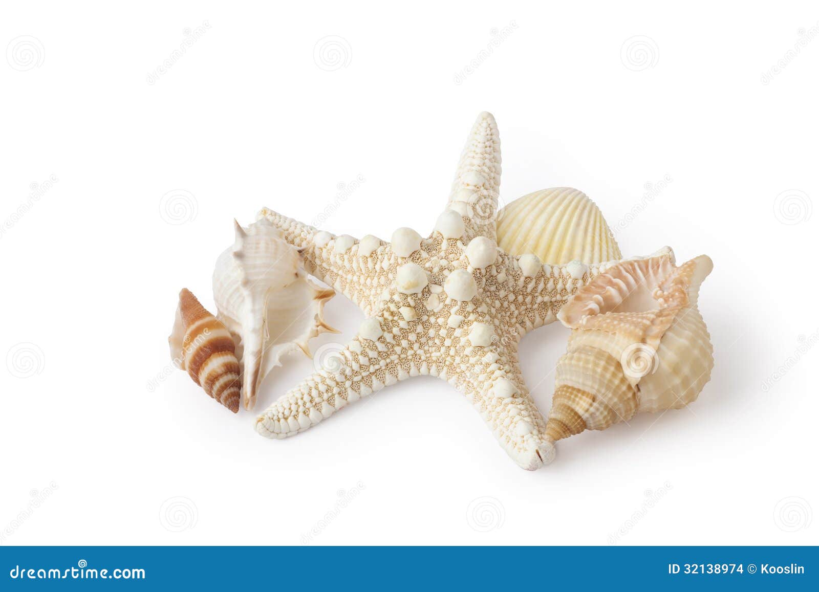 Starfish And Sea Shell