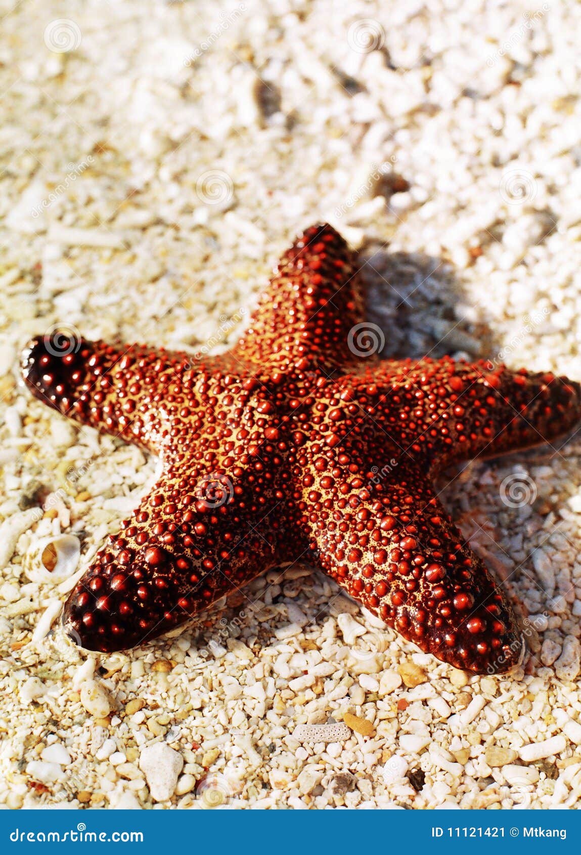 Starfish on shore stock image. Image of aquatic, learning - 11121421