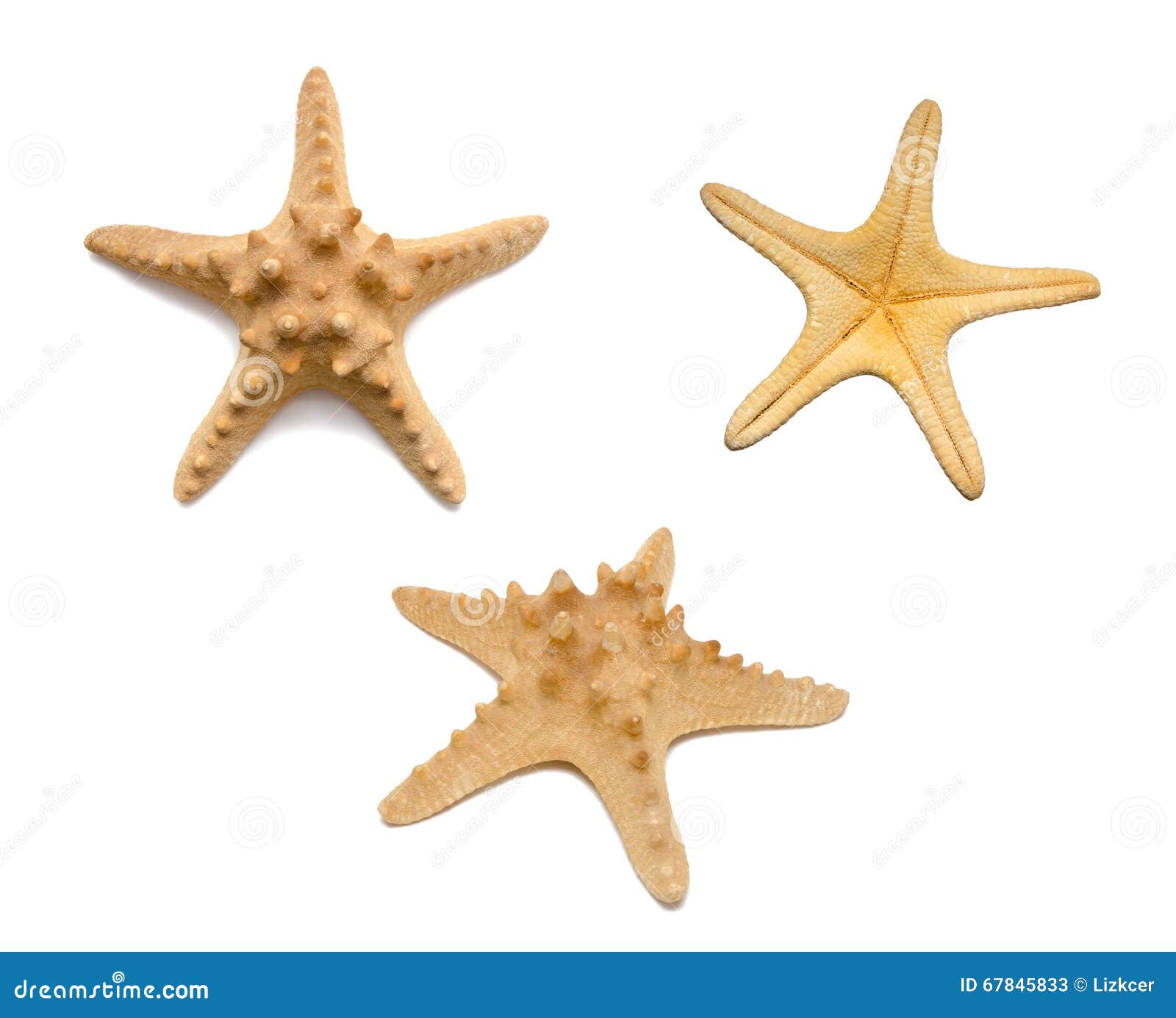 Starfish stock image. Image of ocean, starfish, orange - 67845833