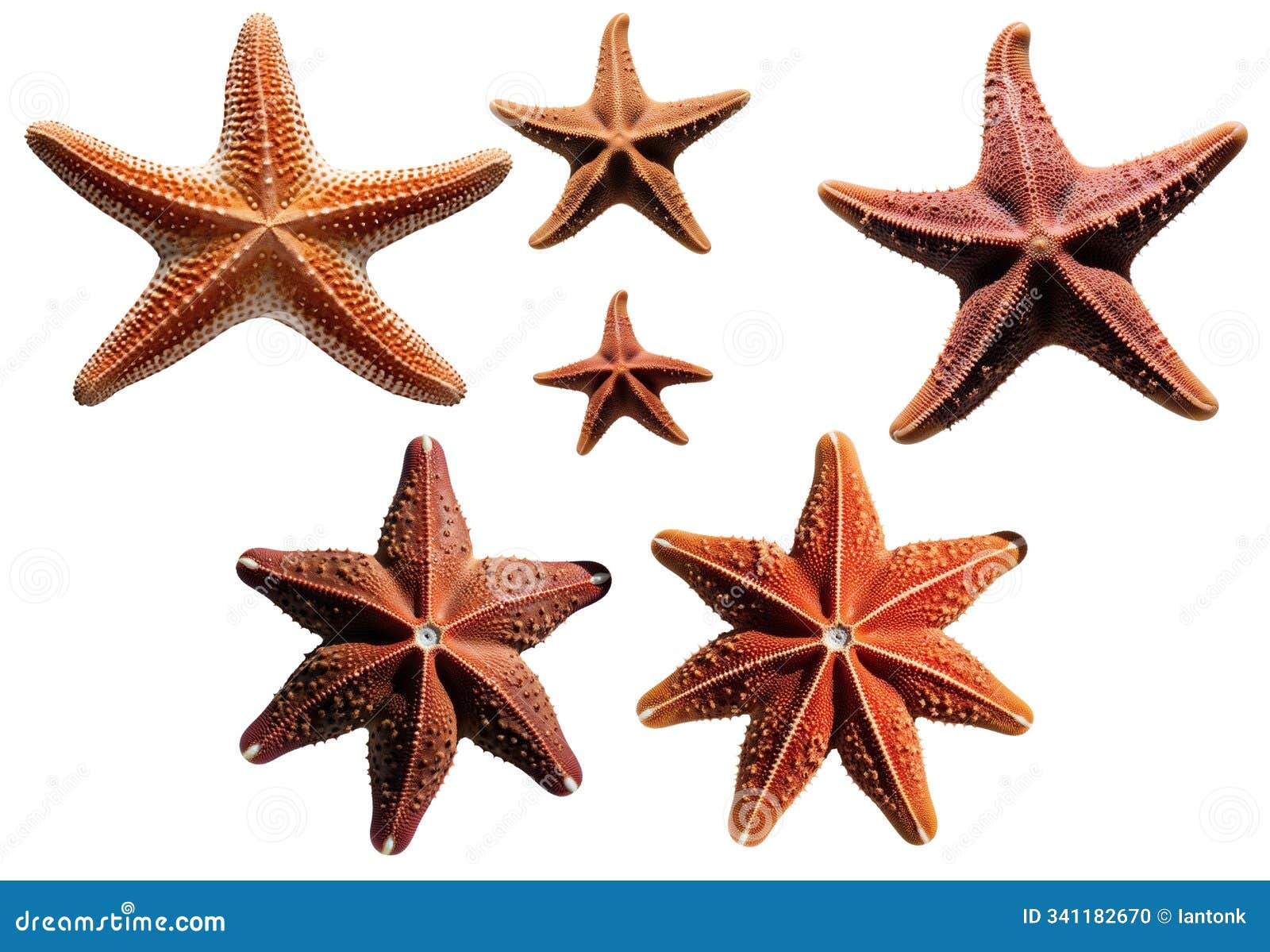 Starfish Shown from Different Perspectives on a White Background Stock ...