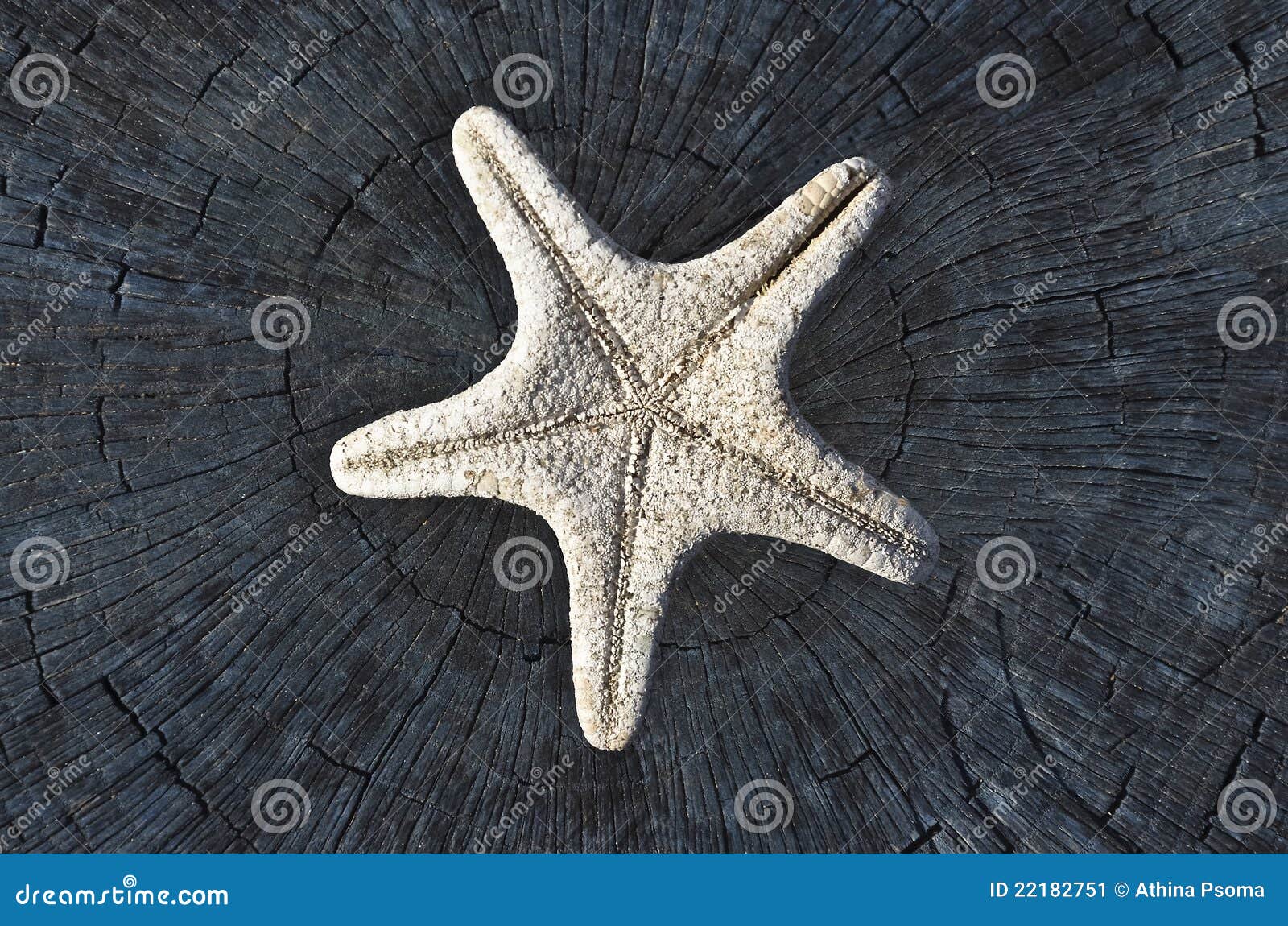 Starfish Skeleton Stock Image - Image: 22182751