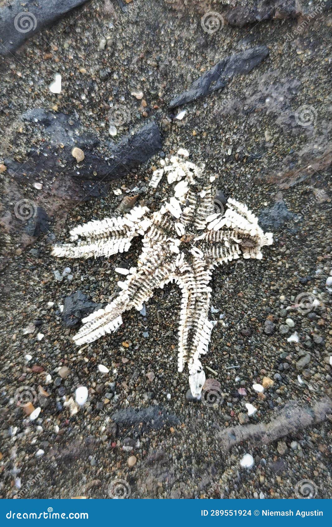 Starfish Bones Stock Photos - Free & Royalty-Free Stock Photos from ...