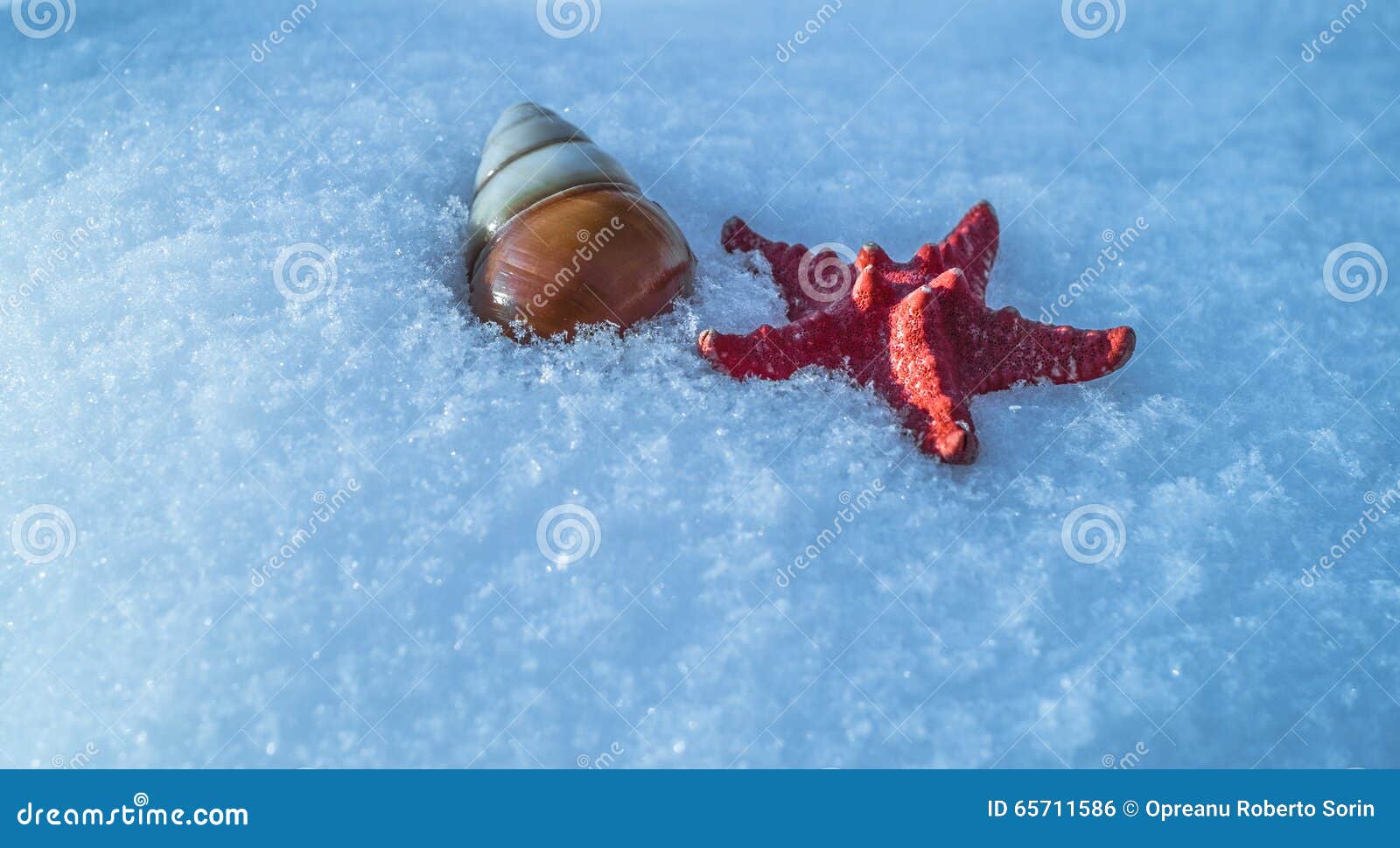 Starfish and Snail Shell in Snow Stock Photo - Image of closeup, cold ...