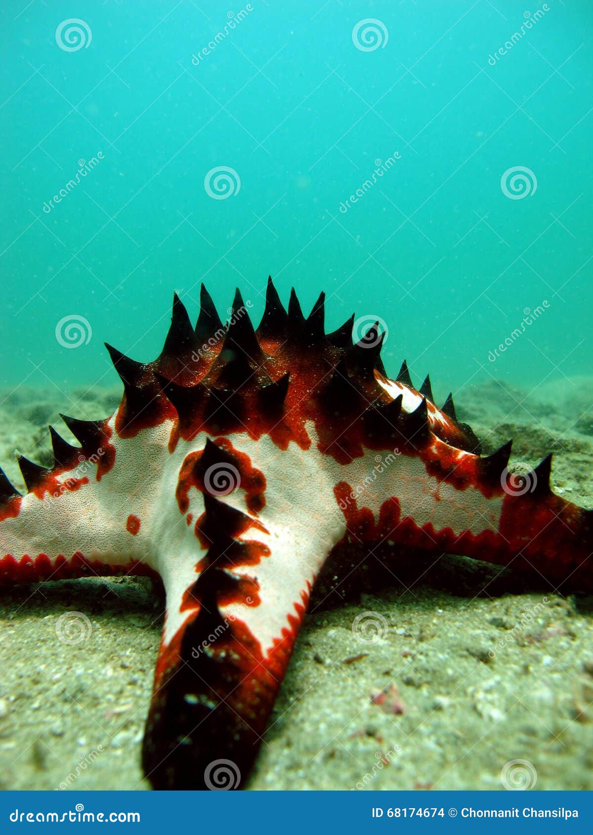 Starfish with spikes stock photo. Image of sand, ocean - 68174674