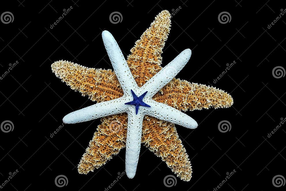 Starfish Stack (sea stars) stock image. Image of ocean - 22937751