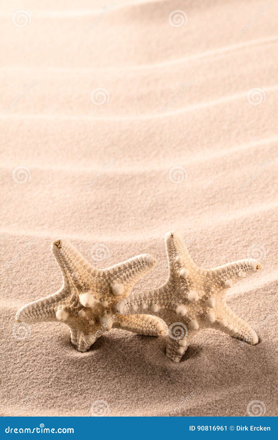 Starfish or Star Fish Twins Stock Image - Image of starfish, nature ...
