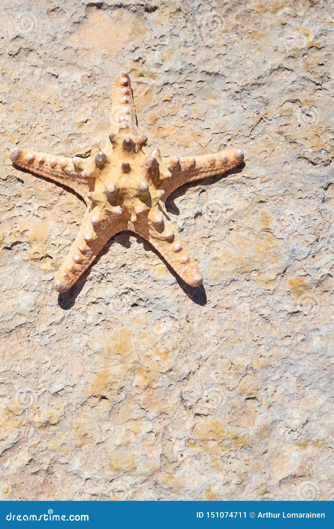 Starfish on a Stone Background. Stock Image - Image of object, ocean ...