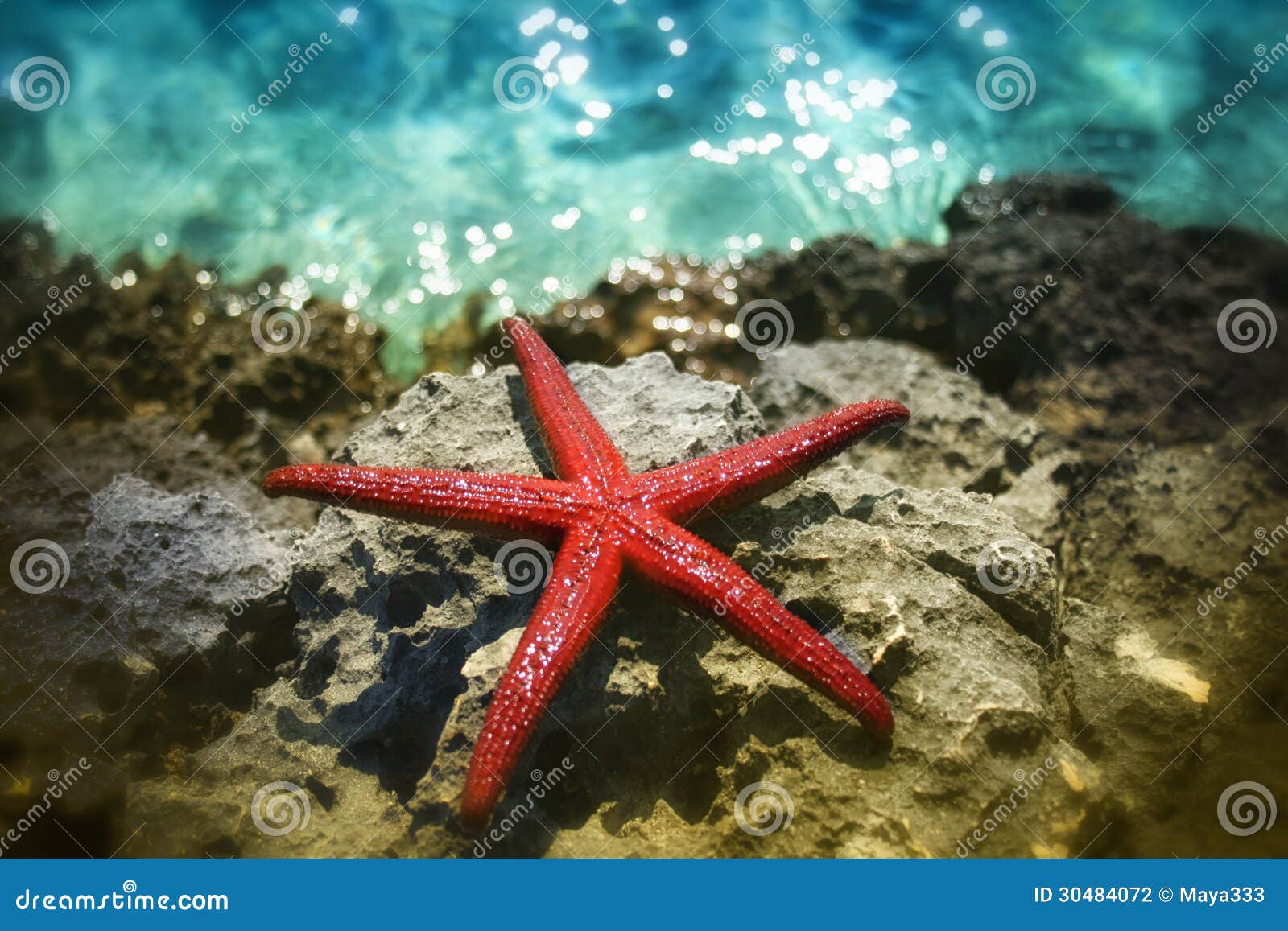 Starfish on stone stock photo. Image of explore, marine - 30484072