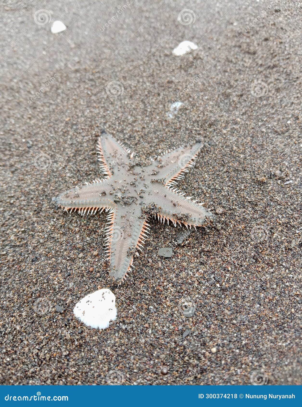 Starfish Stranded on the Beach Stock Photo - Image of beach, sand ...
