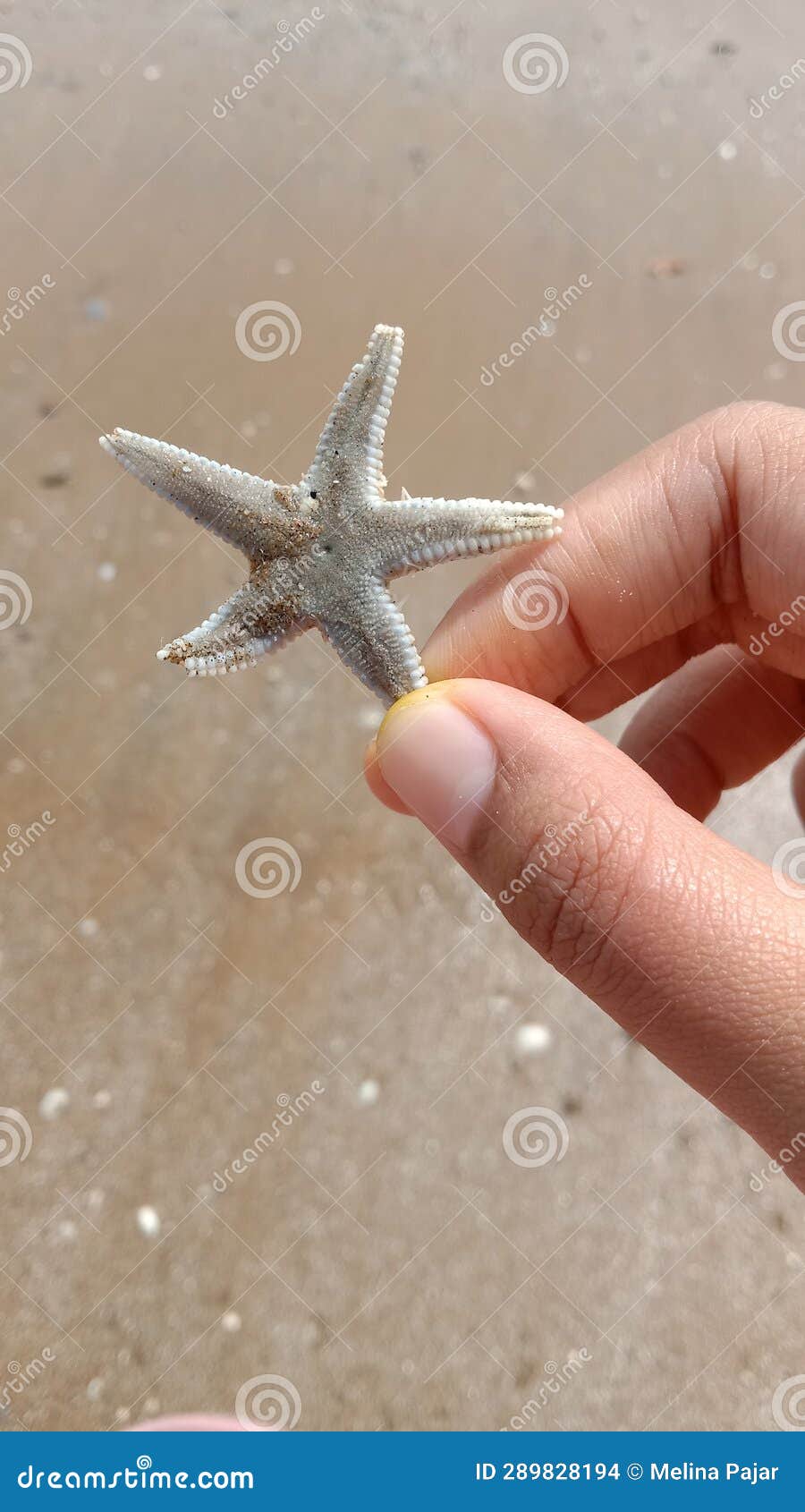 Stranded Starfish Beach Royalty-Free Stock Photography | CartoonDealer ...