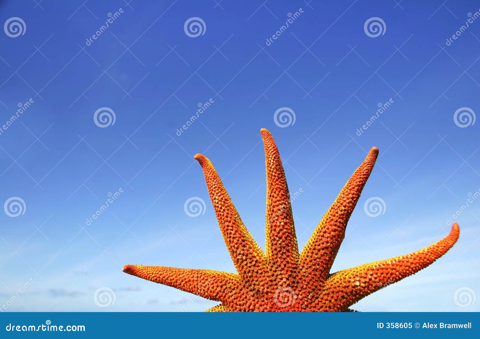 Starfish Sun stock image. Image of coast, creature, starfish - 358605