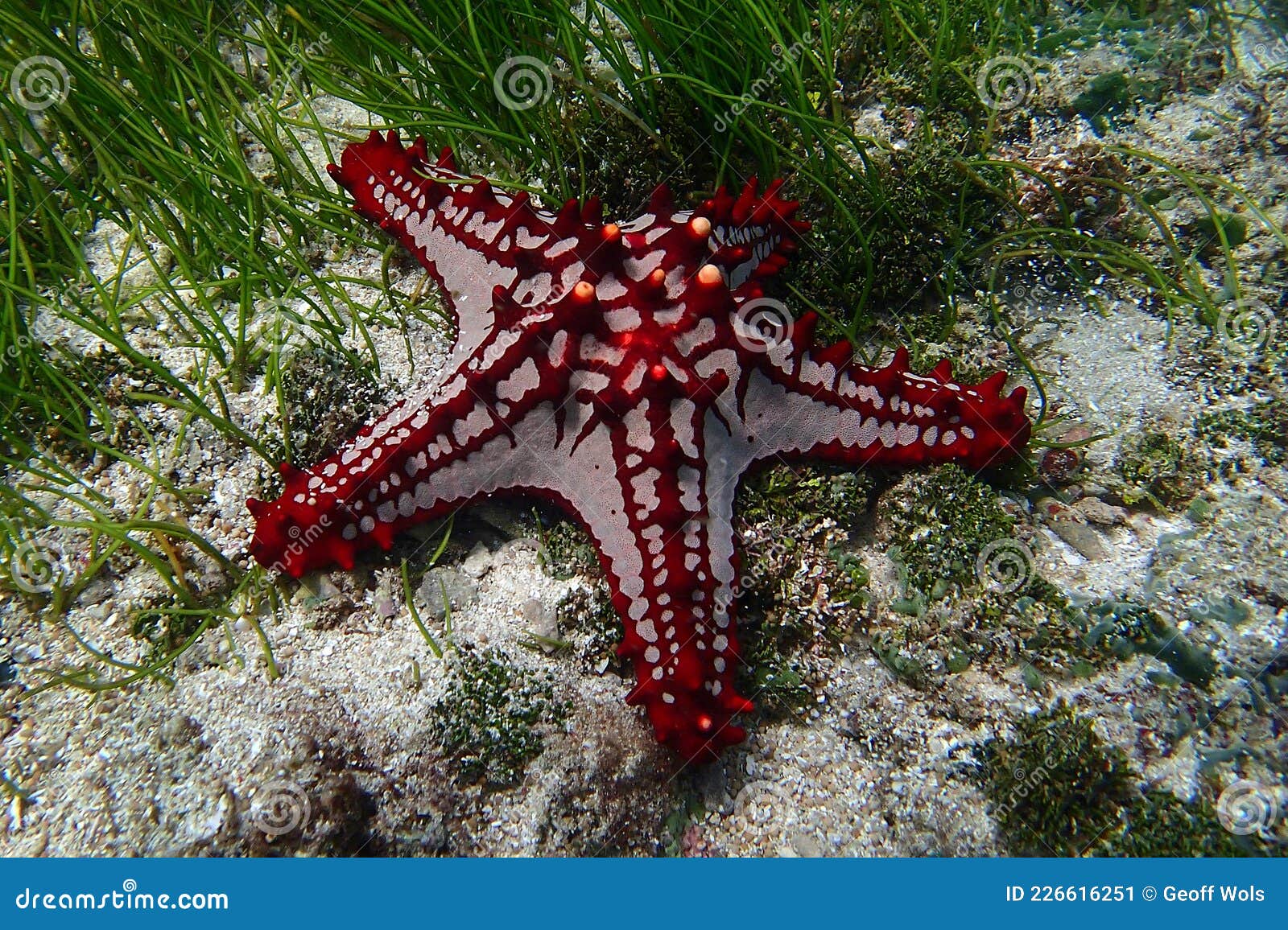 A Starfish on a Sunny Day Underwater on Bali in Indonesia Stock Image ...