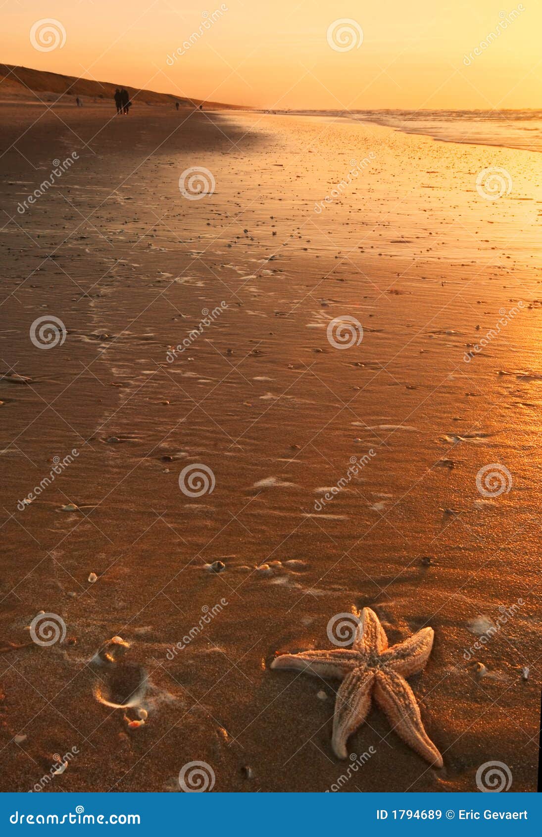 Starfish and sunset stock image. Image of nature, starfish - 1794689
