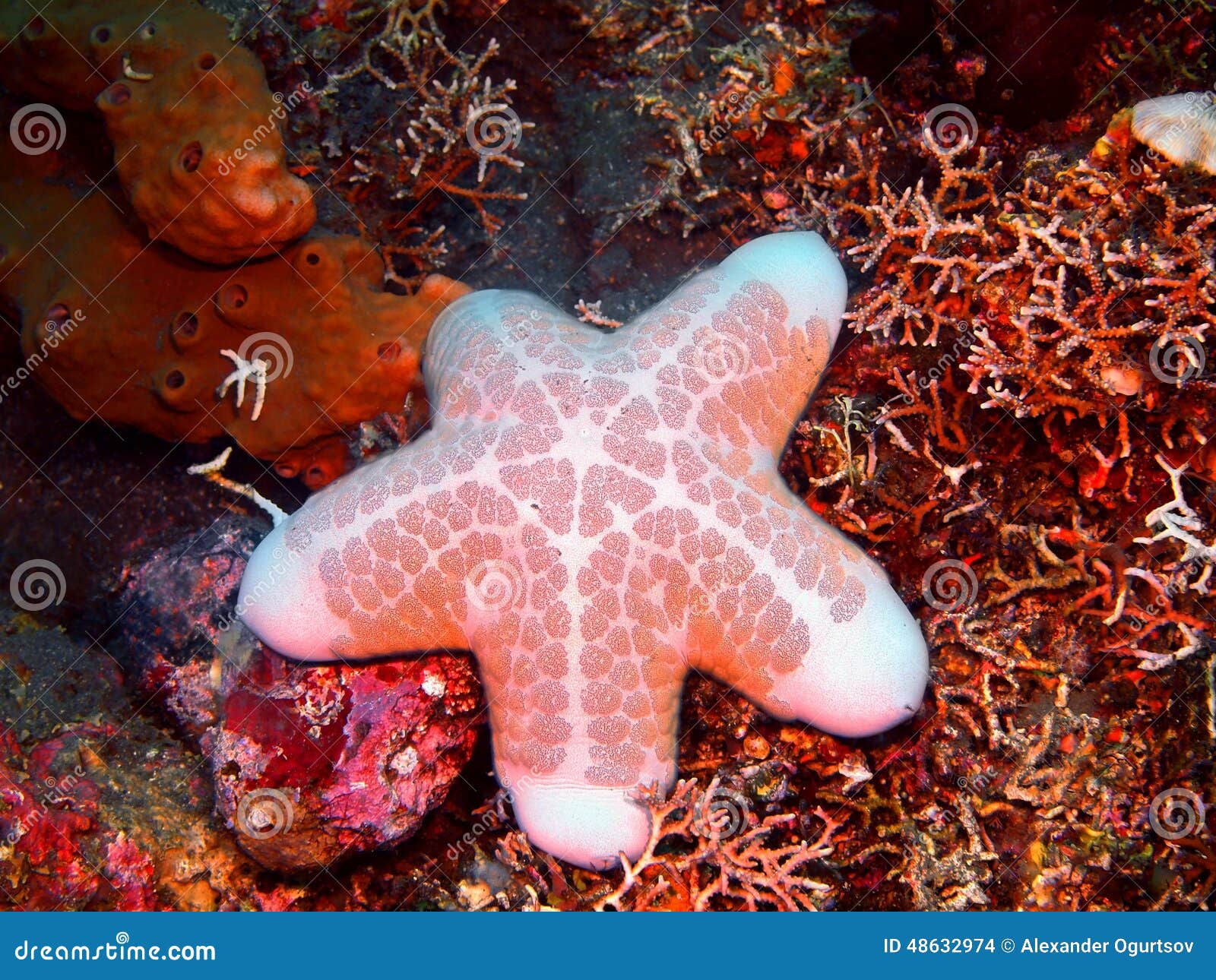 Starfish stock photo. Image of water, starfish, ocean - 48632974