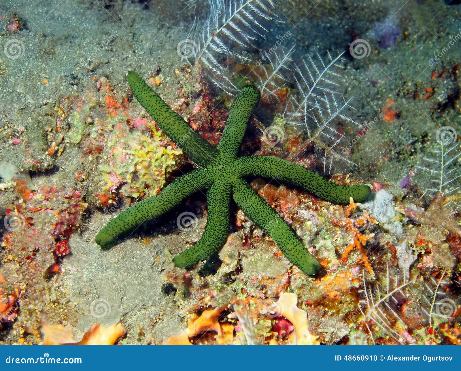 Starfish stock photo. Image of ocean, underwater, starfish - 48660910
