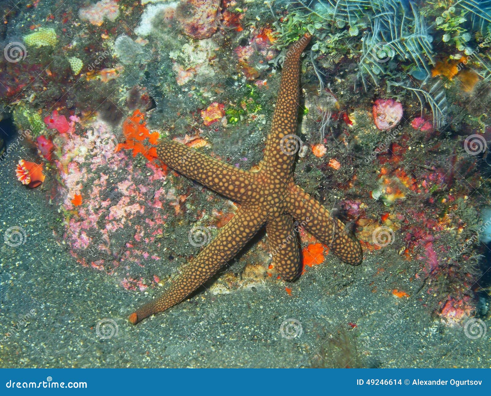 Starfish stock photo. Image of ocean, world, underwater - 49246614